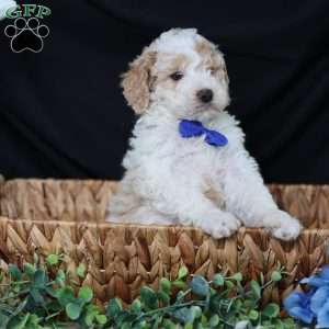 Bich-poo Puppies For Sale - Greenfield Puppies