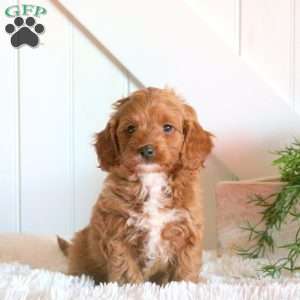 Cavapoo Puppies For Sale - Greenfield Puppies