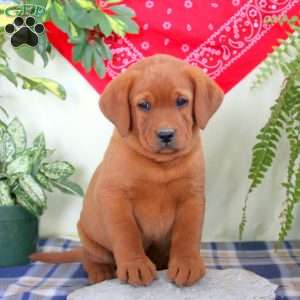 Fox Red Labrador Retriever Puppies for Sale - Greenfield Puppies
