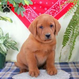 Fox Red Labrador Retriever Puppies for Sale - Greenfield Puppies