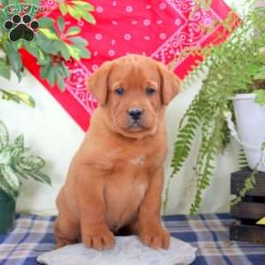 Fox Red Labrador Retriever Puppies for Sale - Greenfield Puppies