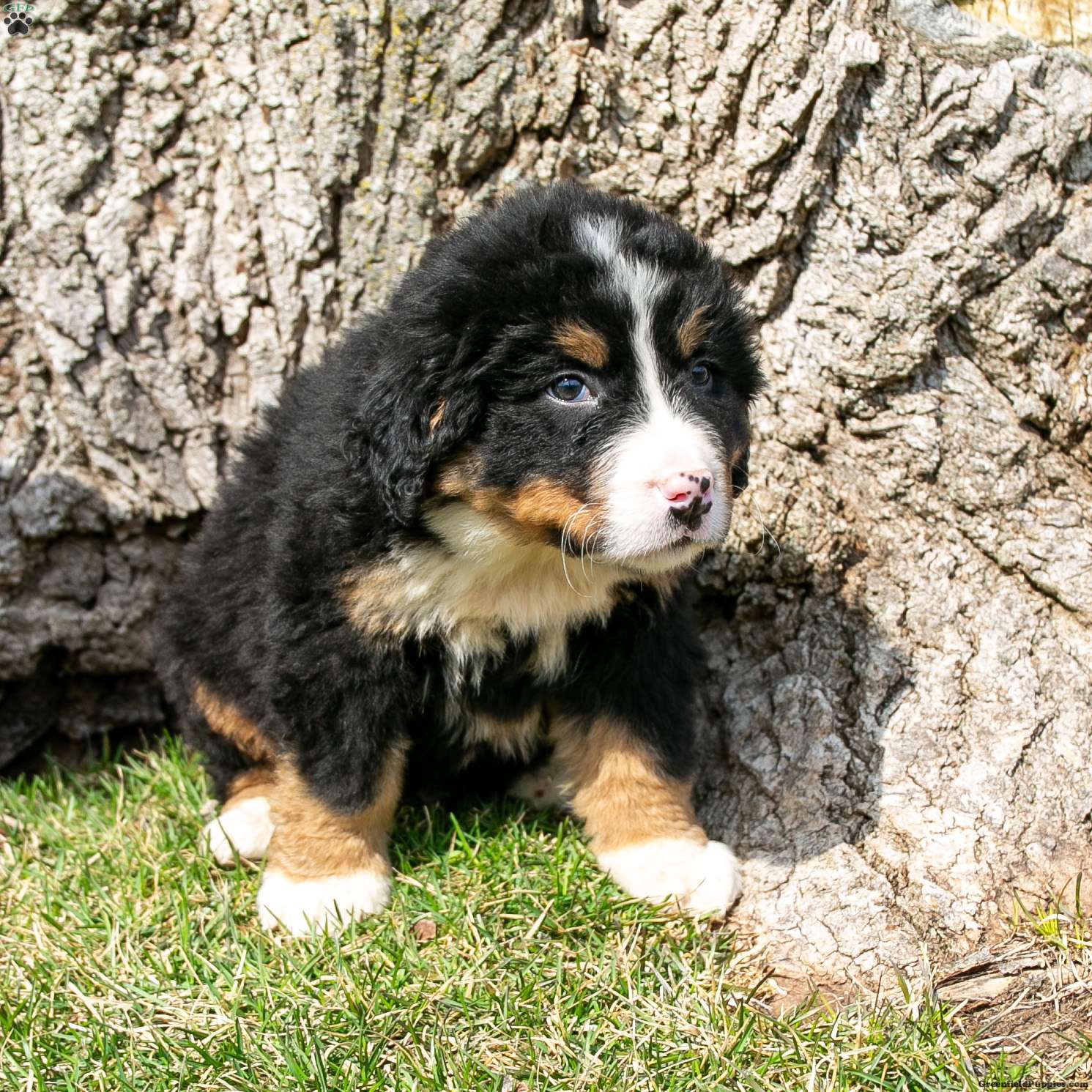 Gilbert - Bernese Mountain Dog Puppy For Sale in New York