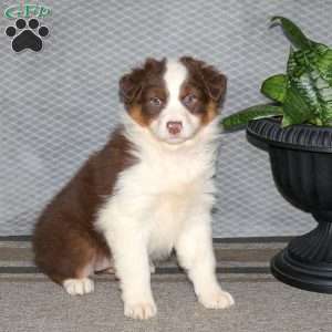 Australian Shepherd Puppies For Sale - Greenfield Puppies