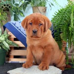 Fox Red Labrador Retriever Puppies for Sale - Greenfield Puppies