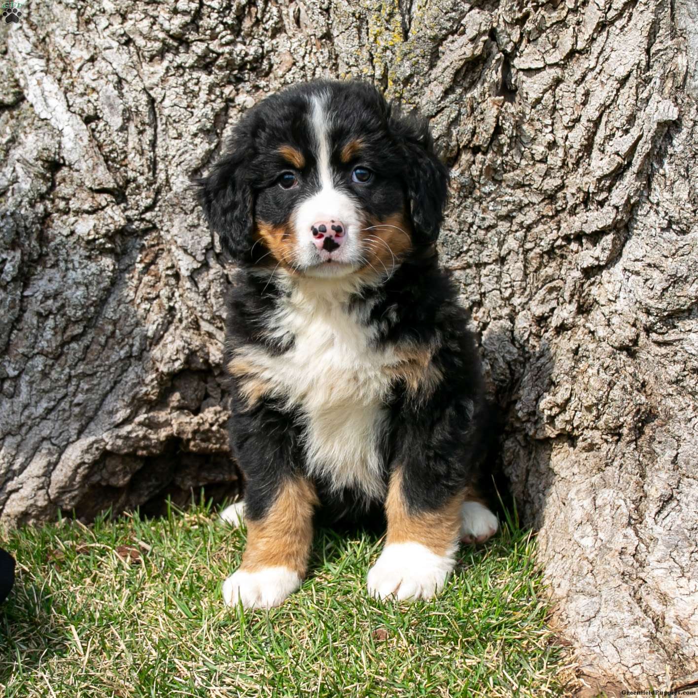 Hazel - Bernese Mountain Dog Puppy For Sale in New York