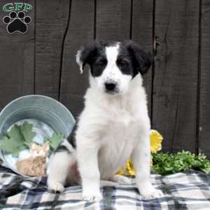 Collie Mix Puppies For Sale | Greenfield Puppies