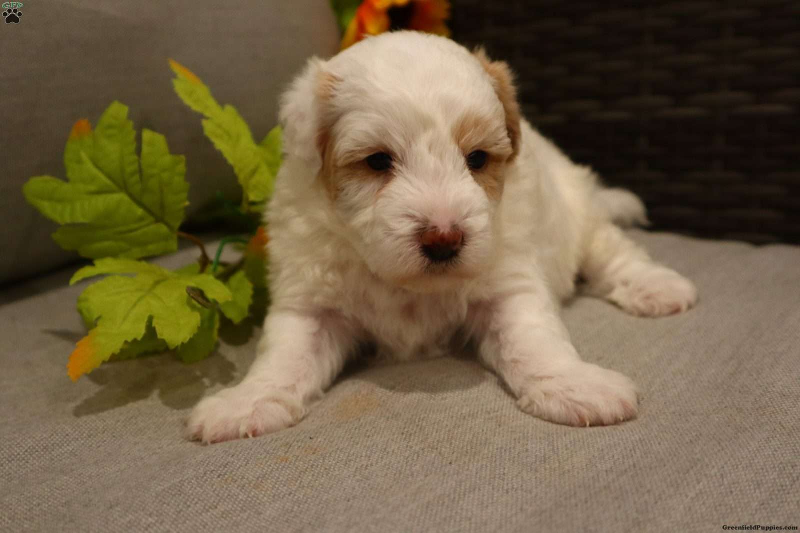 Caleb - Coton de Tulear Mix Puppy For Sale in Ohio