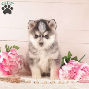 Pomsky Puppies For Sale - Greenfield Puppies