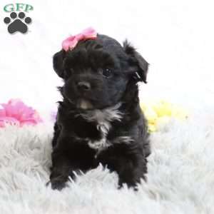 Havapoo Puppies For Sale - Greenfield Puppies