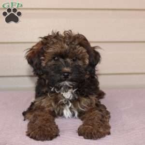 Havapoo Puppies For Sale - Greenfield Puppies