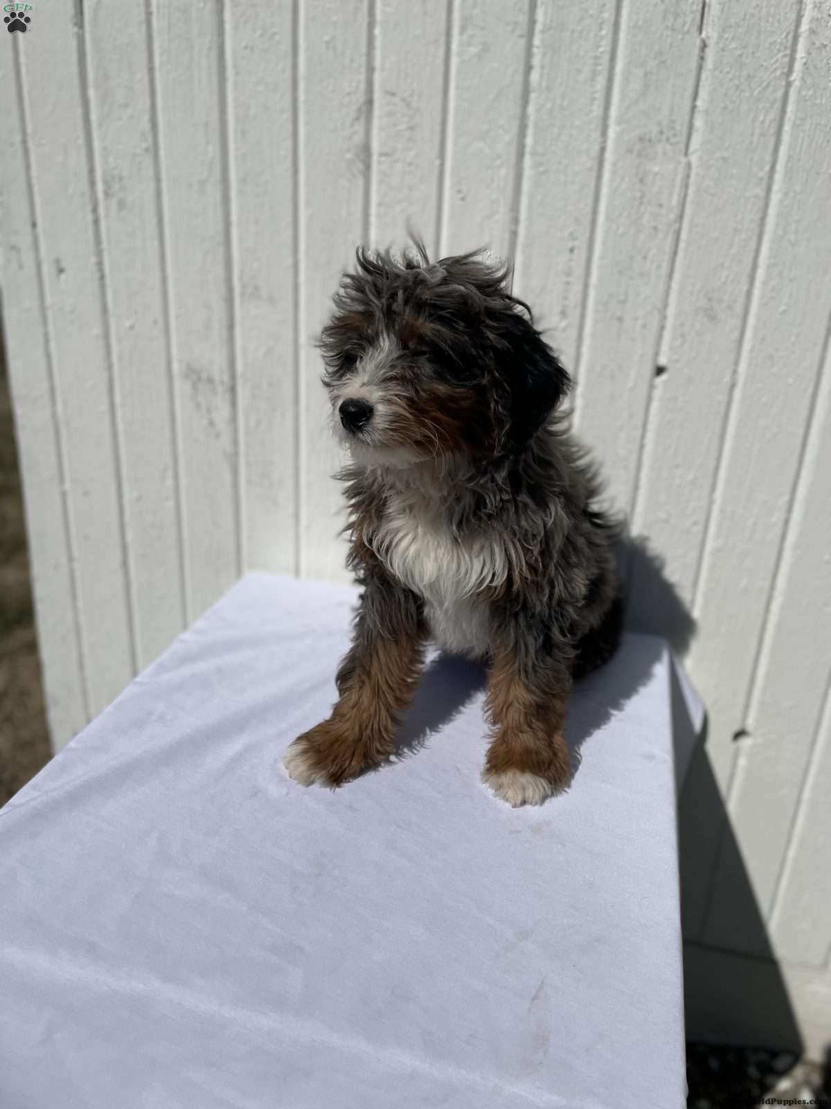 Aden - Mini Bernedoodle Puppy For Sale in Ohio