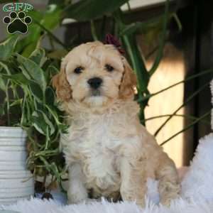 Cockapoo Puppies for Sale - Greenfield Puppies