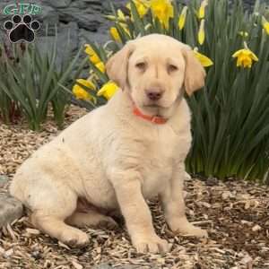Yellow Labrador Retriever Puppies For Sale - Greenfield Puppies
