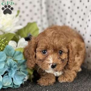New Arrivals | See New Puppies | Greenfield Puppies