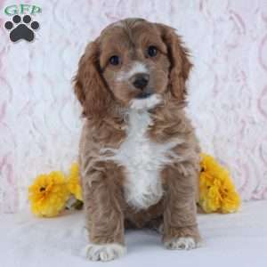 Cockapoo Puppies for Sale - Greenfield Puppies