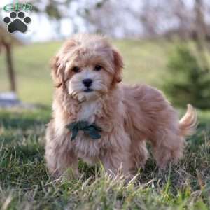 Havapoo Puppies For Sale - Greenfield Puppies