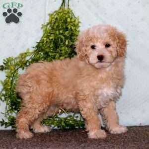 Cockapoo Puppies for Sale - Greenfield Puppies