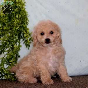 Cockapoo Puppies for Sale - Greenfield Puppies