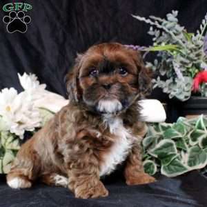 Shih-Poo Puppies For Sale - Greenfield Puppies