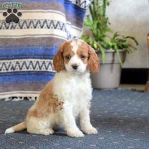 Cockapoo Puppies for Sale - Greenfield Puppies