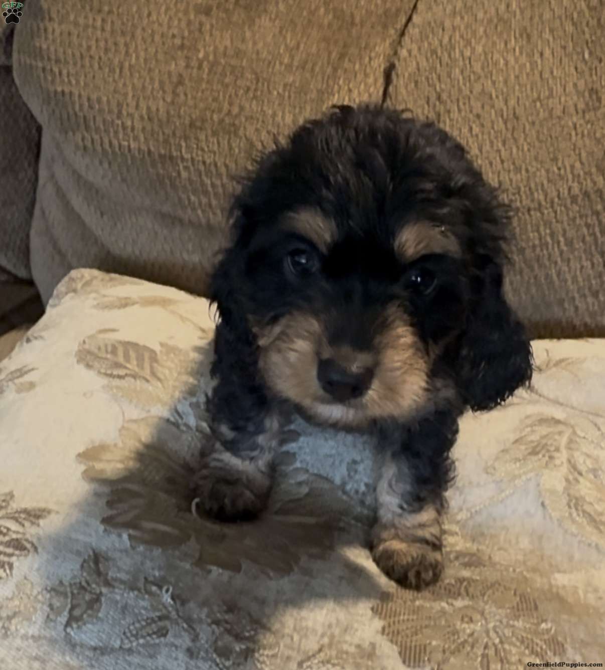 Lizzy - Cavapoo Puppy For Sale in New Jersey