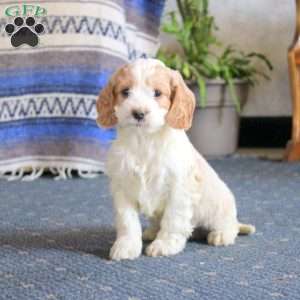 Cockapoo Puppies for Sale - Greenfield Puppies