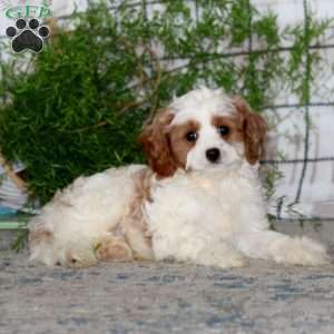 Cavapoo Puppies For Sale - Greenfield Puppies