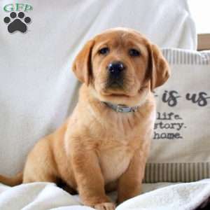 Fox Red Labrador Retriever Puppies for Sale - Greenfield Puppies