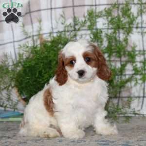 Cavapoo Puppies For Sale - Greenfield Puppies