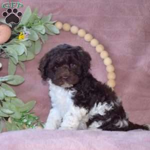 Cockapoo Puppies for Sale - Greenfield Puppies