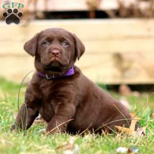 Chocolate Labrador Retriever Puppies for Sale - Greenfield Puppies