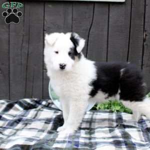 Collie Mix Puppies For Sale | Greenfield Puppies