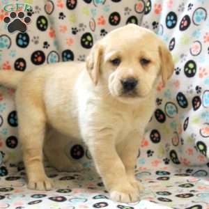 Golden Labrador Puppies For Sale | Greenfield Puppies