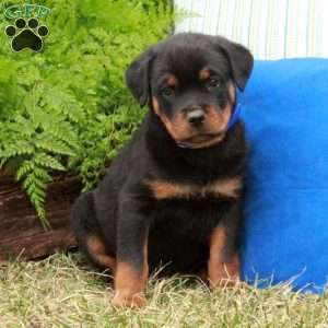 Rottweiler Puppies For Sale - Greenfield Puppies