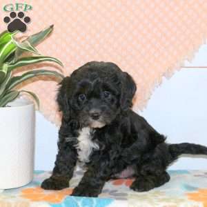 New Arrivals | See New Puppies | Greenfield Puppies