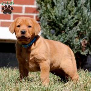 Fox Red Labrador Retriever Puppies for Sale - Greenfield Puppies