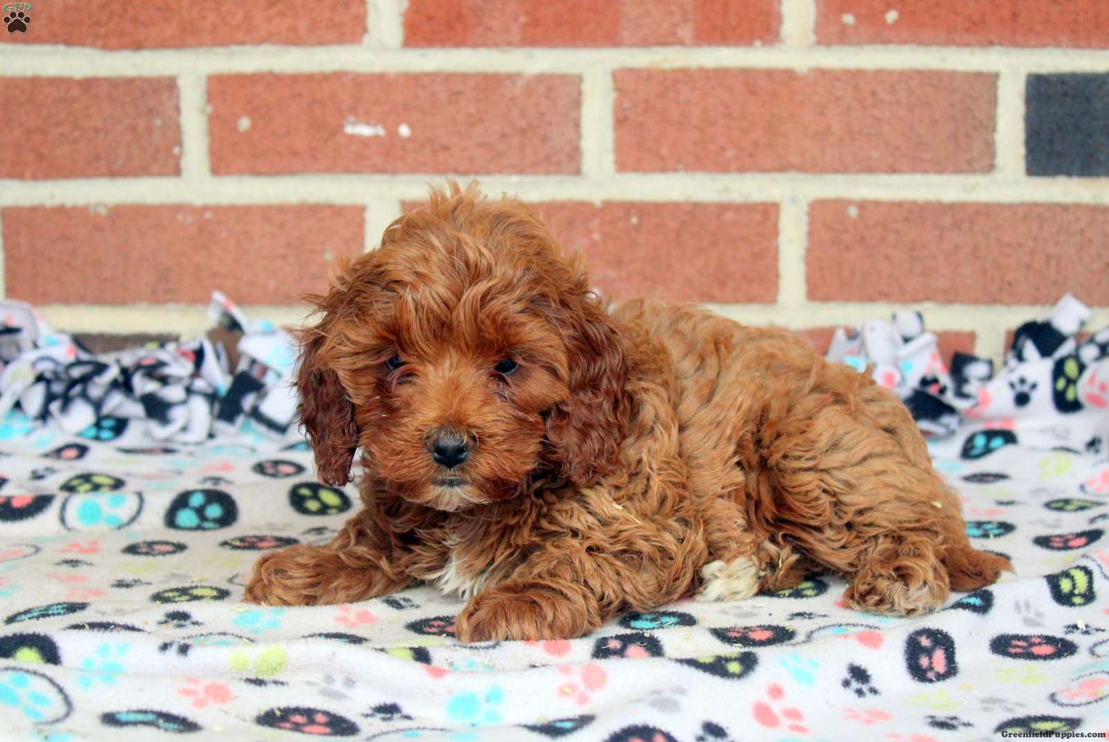 River - Cockapoo Puppy For Sale in Pennsylvania