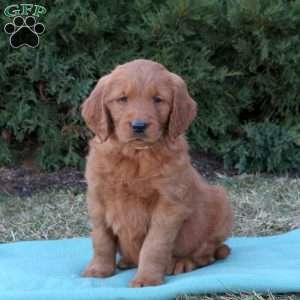 Goldendoodle Puppies For Sale - Greenfield Puppies