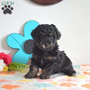 Miniature Poodle Puppies for Sale - Greenfield Puppies