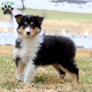 Collie Puppies For Sale - Greenfield Puppies