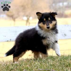 Collie Puppies For Sale - Greenfield Puppies
