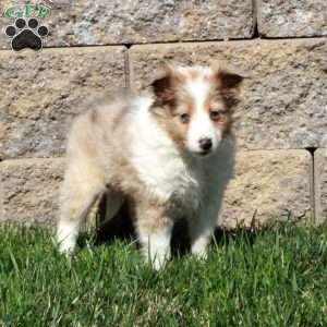 Sheltie Puppies For Sale - Greenfield Puppies