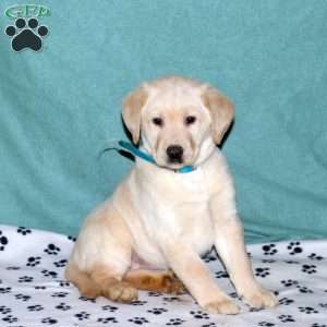 Yellow Labrador Retriever Puppies For Sale - Greenfield Puppies