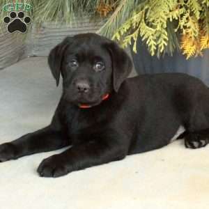 Black Labrador Retriever Puppies For Sale - Greenfield Puppies