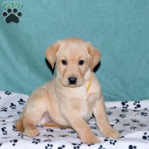 Yellow Labrador Retriever Puppies For Sale - Greenfield Puppies