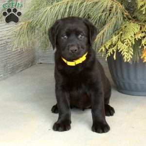 Black Labrador Retriever Puppies For Sale - Greenfield Puppies