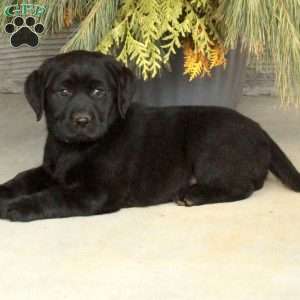 Black Labrador Retriever Puppies For Sale - Greenfield Puppies