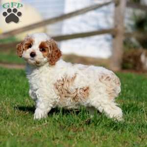 New Arrivals | See New Puppies | Greenfield Puppies