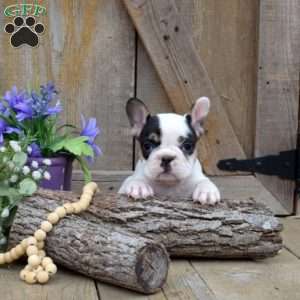 French Bulldog Puppies For Sale - Greenfield Puppies