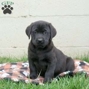 Black Labrador Retriever Puppies For Sale - Greenfield Puppies